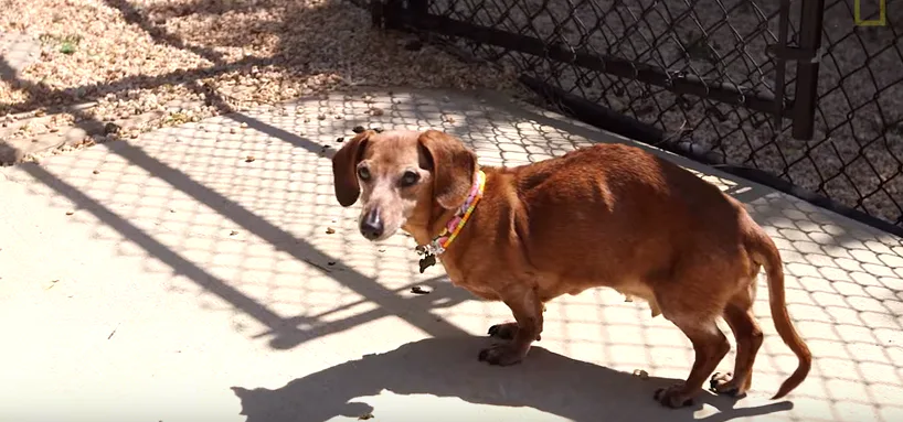 The House With A Heart Senior Pet Sanctuary Is A Retirement Home For ...