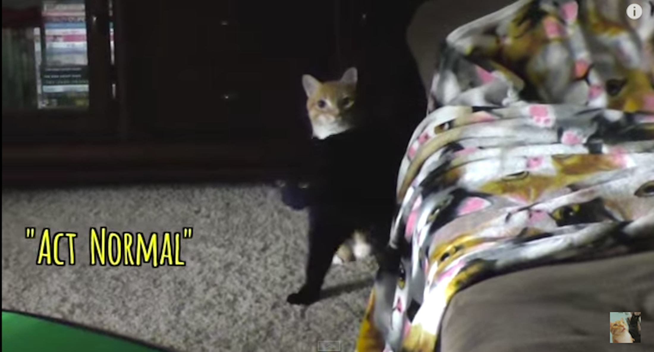 "9 Signs Cats Are Plotting World Domination" Video From Cole And Marmalade Is Legit Proof That ...