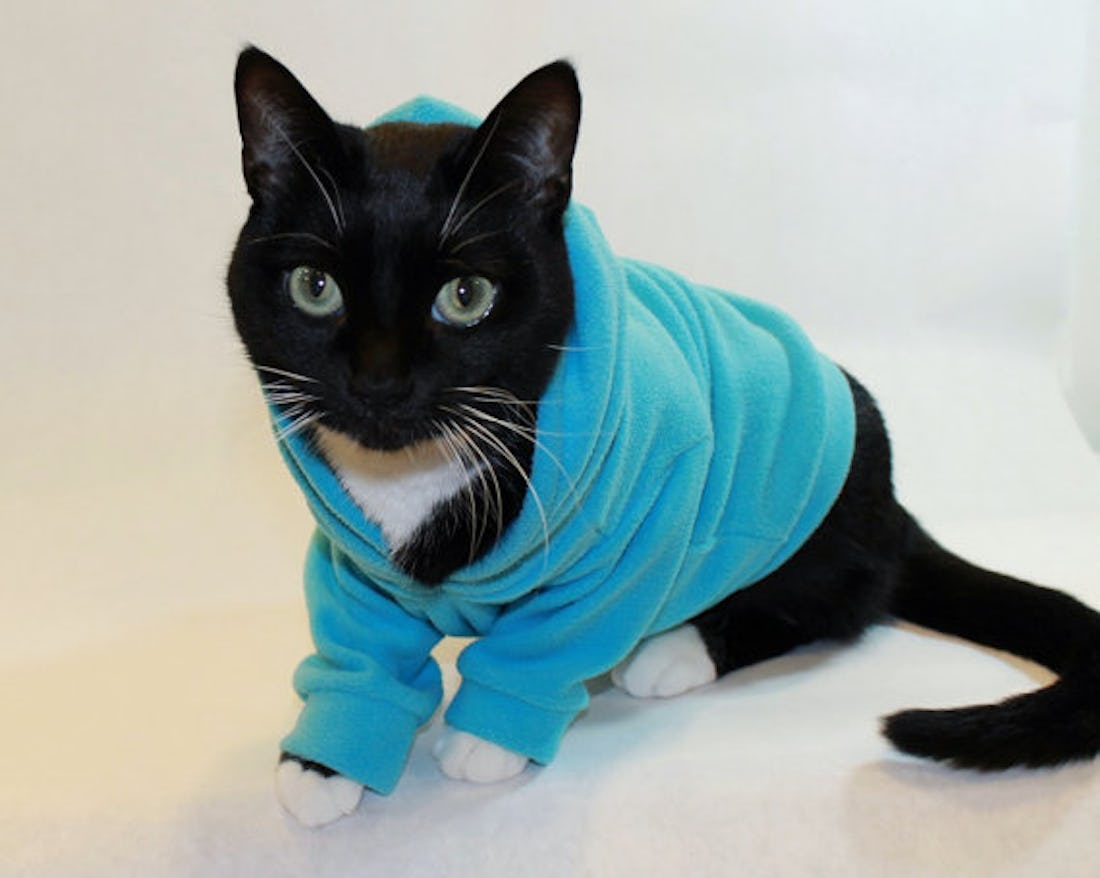 13 Adorable Outfits And Accessories For Your Cat Because You're 100 ...