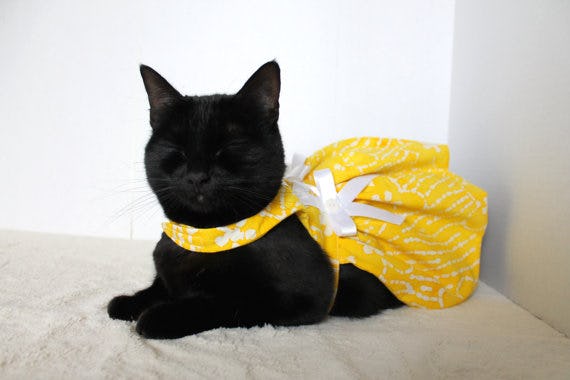 13 Adorable Outfits And Accessories For Your Cat Because You're 100 ...