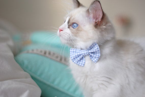 13 Adorable Outfits And Accessories For Your Cat Because You're 100 ...
