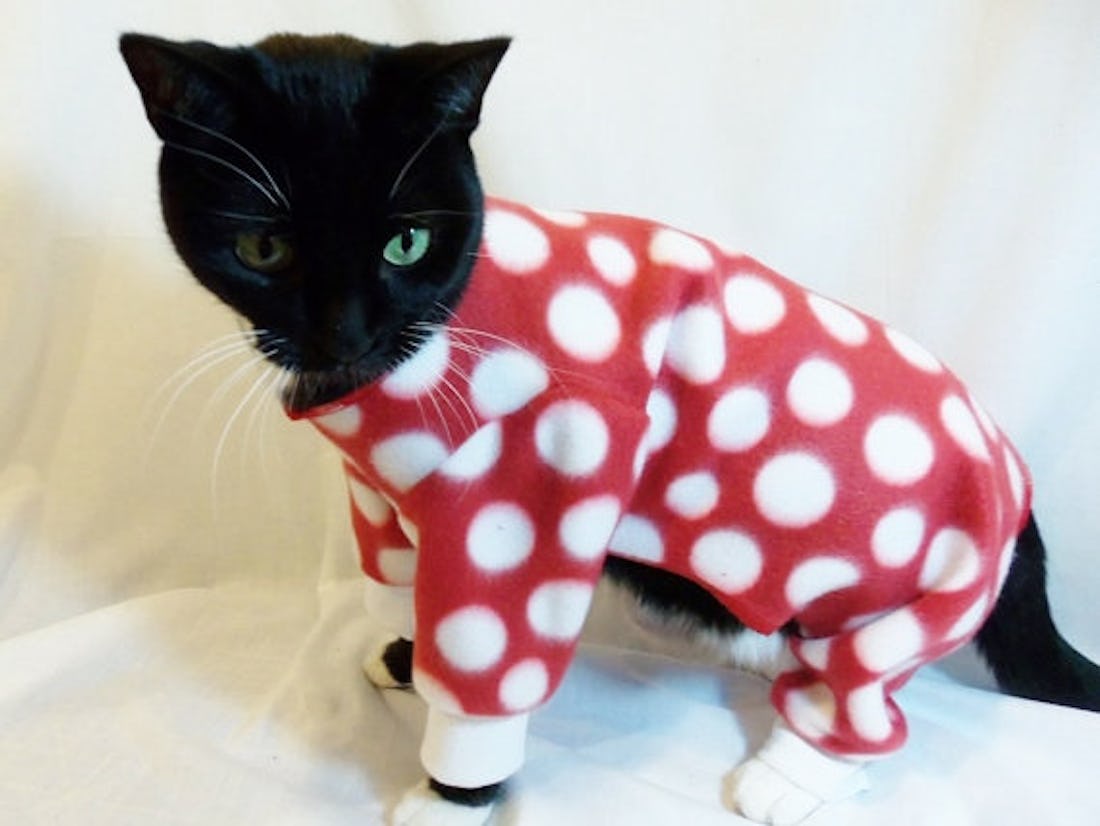 13 Adorable Outfits And Accessories For Your Cat Because You're 100 ...