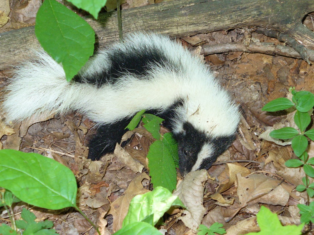 99 Smells Ranked, Because Your Sense of Smell Is the Closest Thing You ...