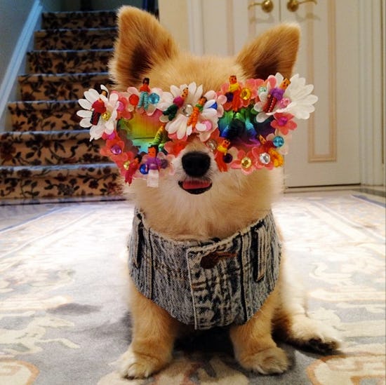 15 Fashionable Instagram Pets Who Live For A Good Street Style Moment