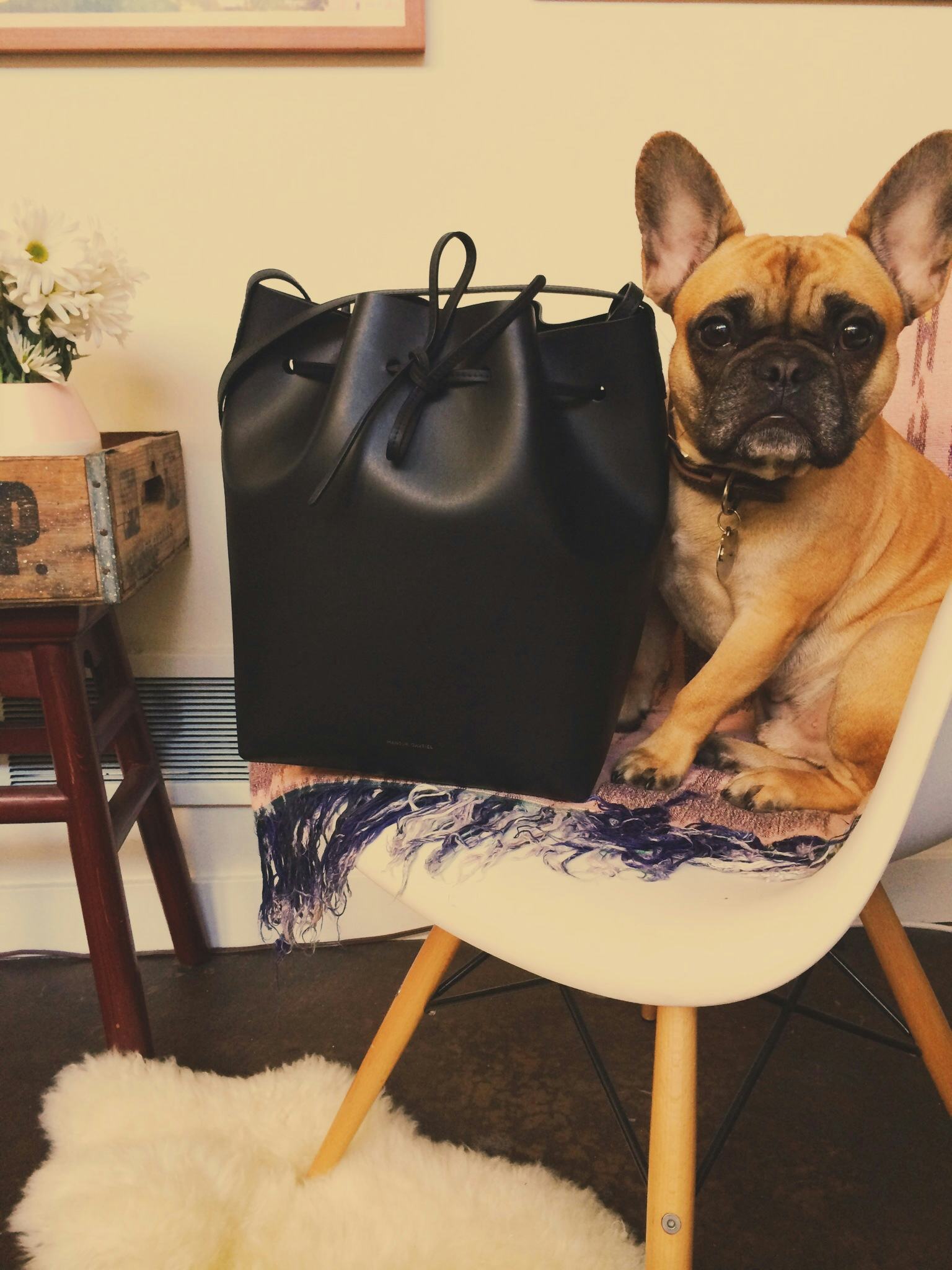 15 Fashionable Instagram Pets Who Live For A Good Street Style Moment