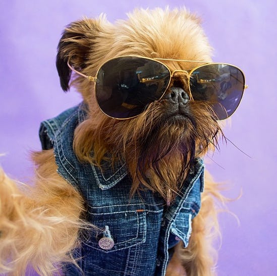 15 Fashionable Instagram Pets Who Live For A Good Street Style Moment