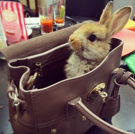 15 Fashionable Instagram Pets Who Live For A Good Street Style Moment