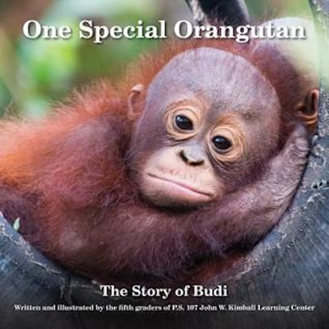 Fifth Graders In Brooklyn Are Saving Orangutans — One Children's Book ...