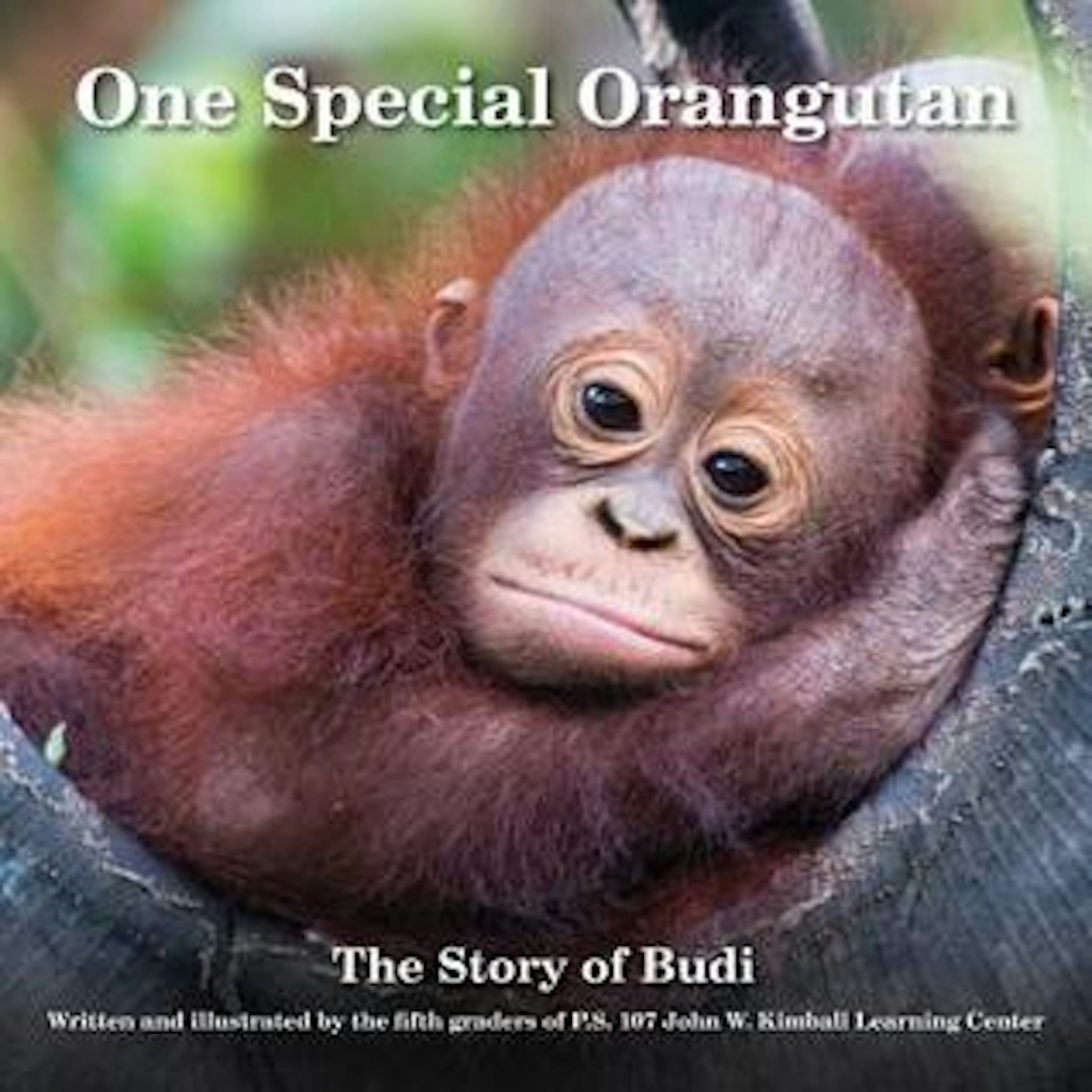 Fifth Graders In Brooklyn Are Saving Orangutans — One Children's Book ...