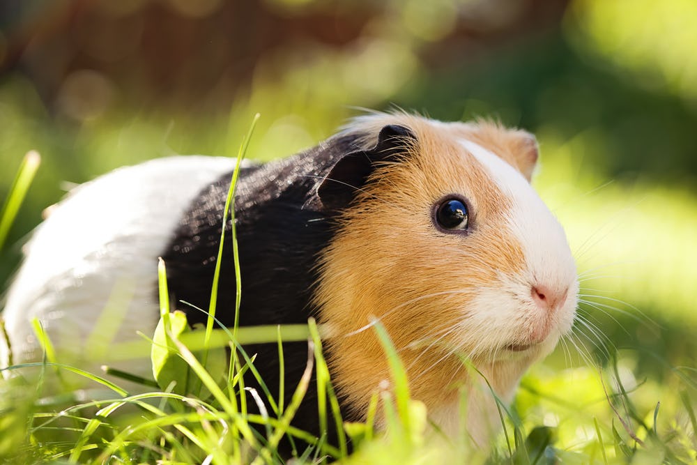 Save money on pets: These 5 affordable animals are among the cheapest ...