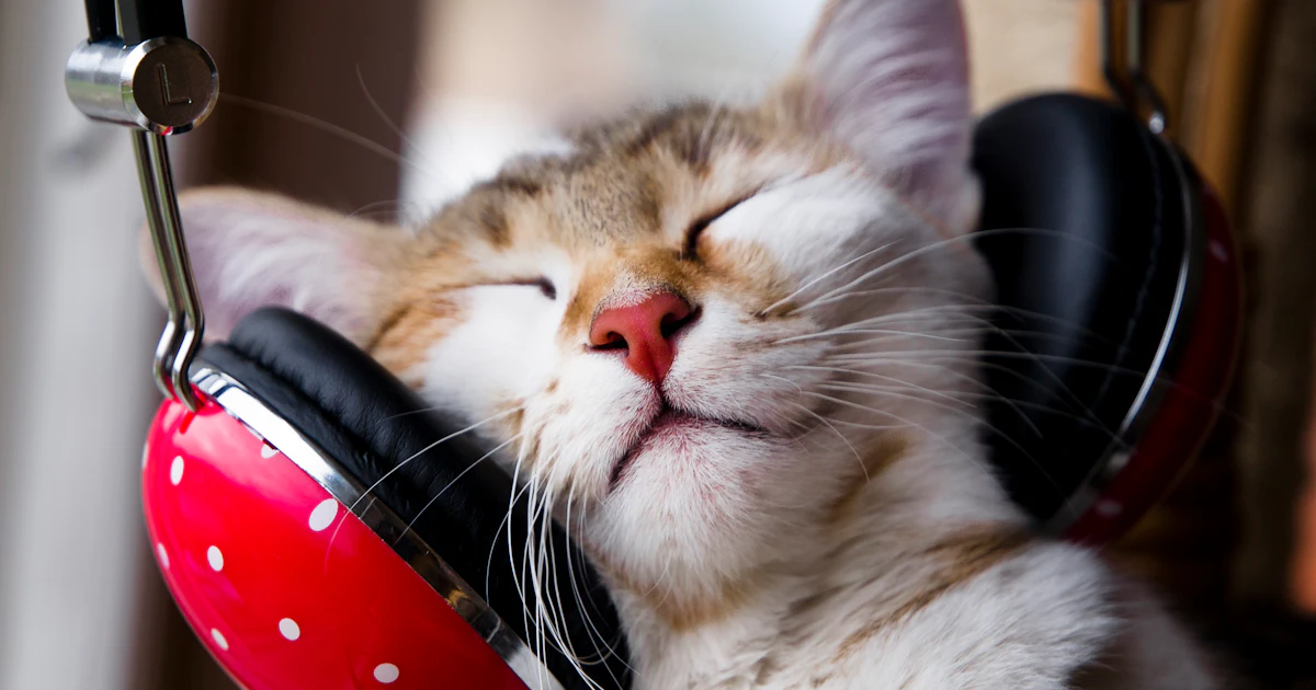 Listen To The Music That Scientists Have Developed For Cats listen-to-the-music-that-scientists-have-developed-for-cats