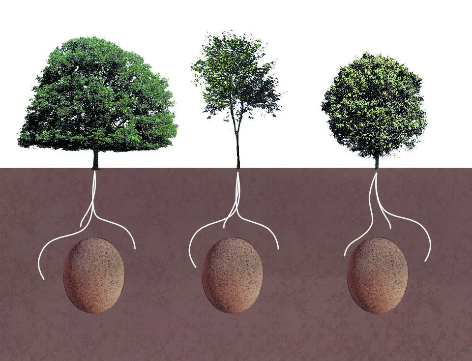 Don't Be a Boring Old Corpse When You Die — Become a Tree