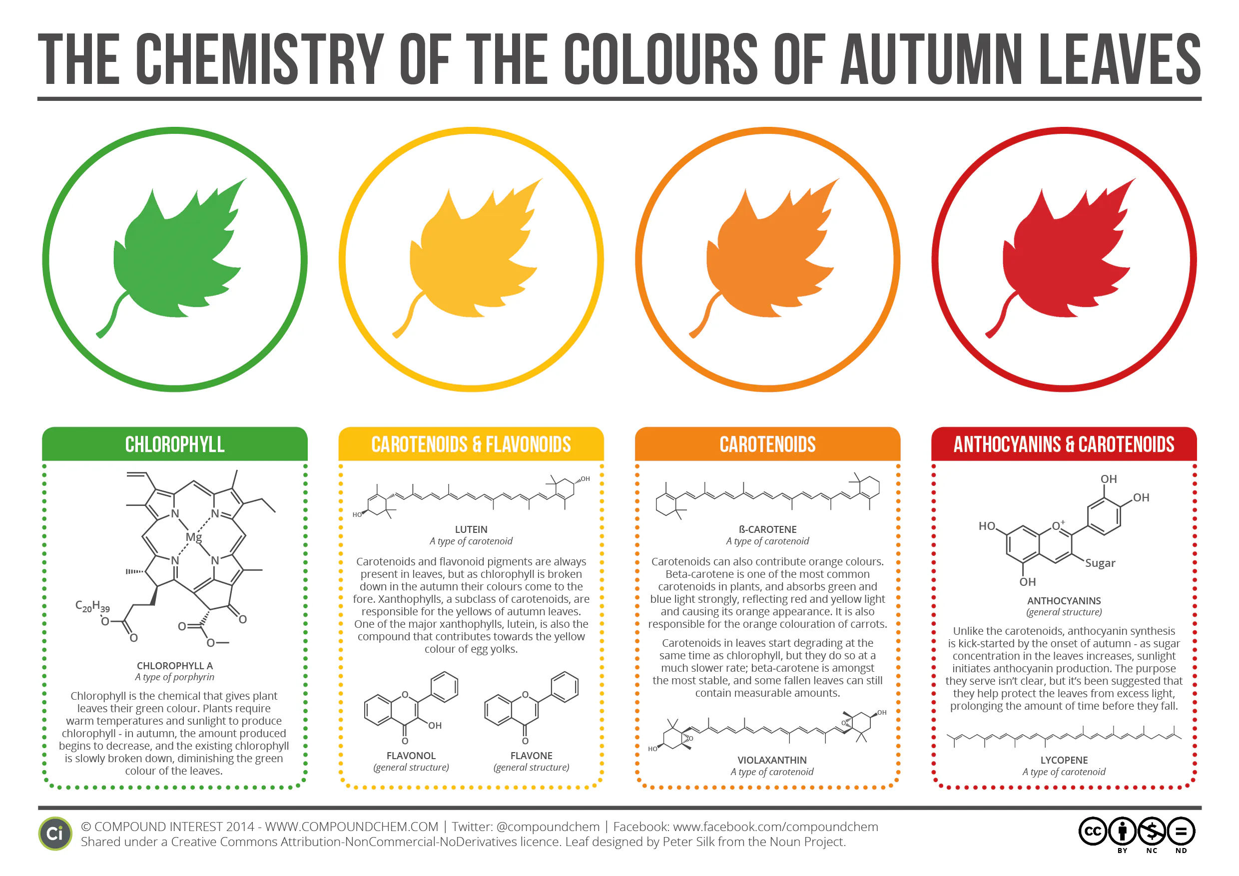 Here's the Fascinating Science Behind Those Gorgeous Autumn Leaves