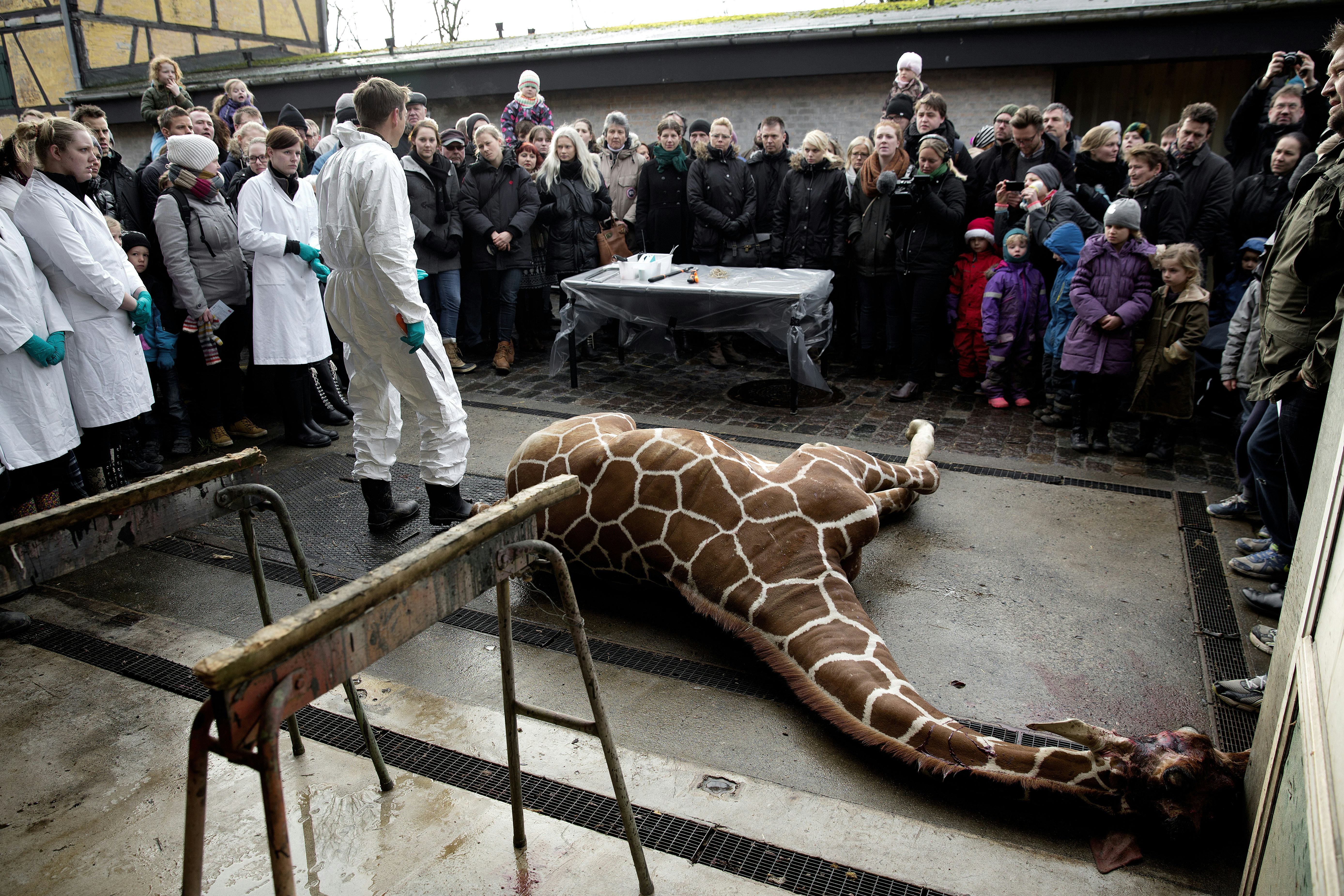 10 Things You Should Know About Why A Healthy Giraffe Was Put Down and ...