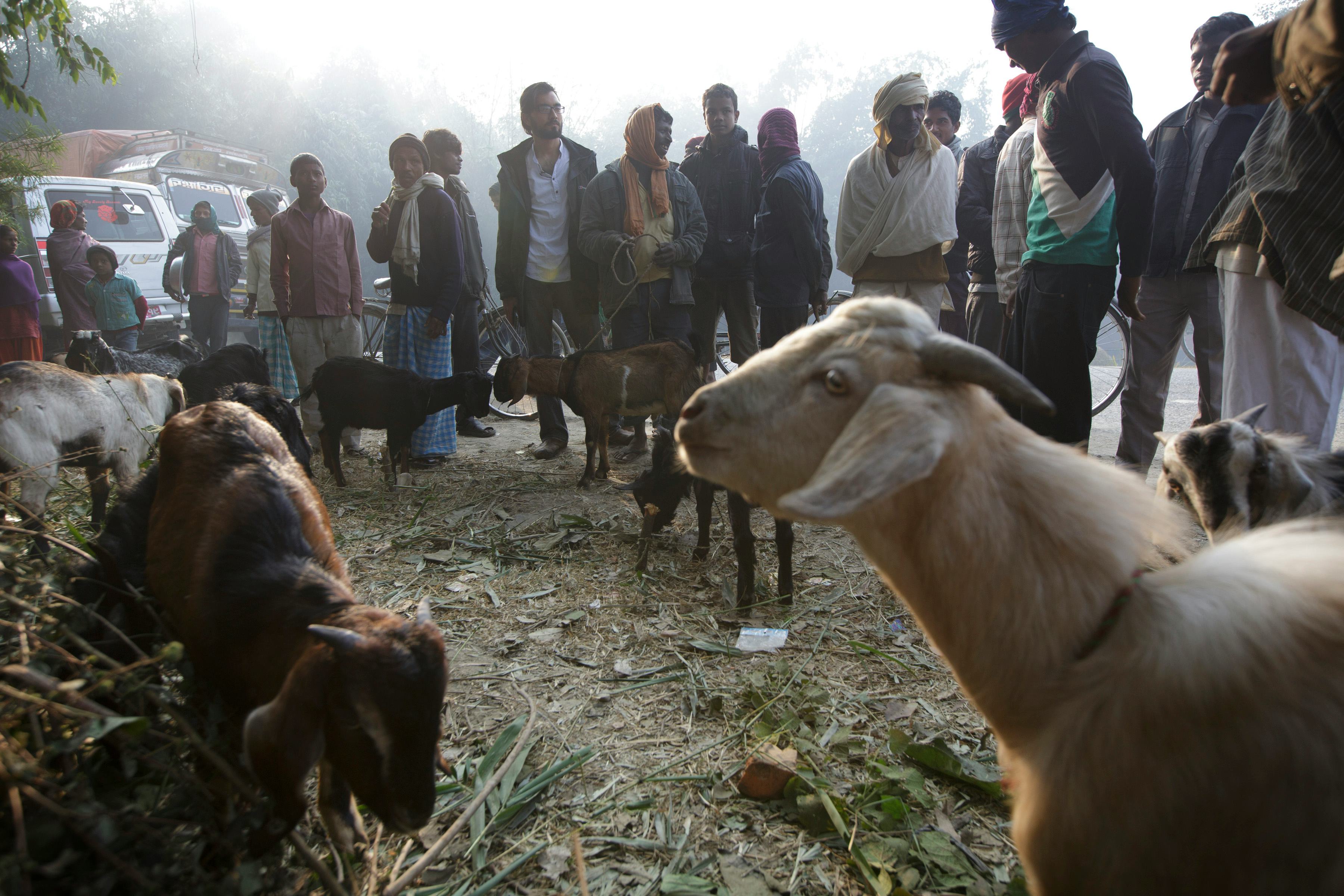 12 Wild Photos From Nepal’s Massive Animal Sacrifice