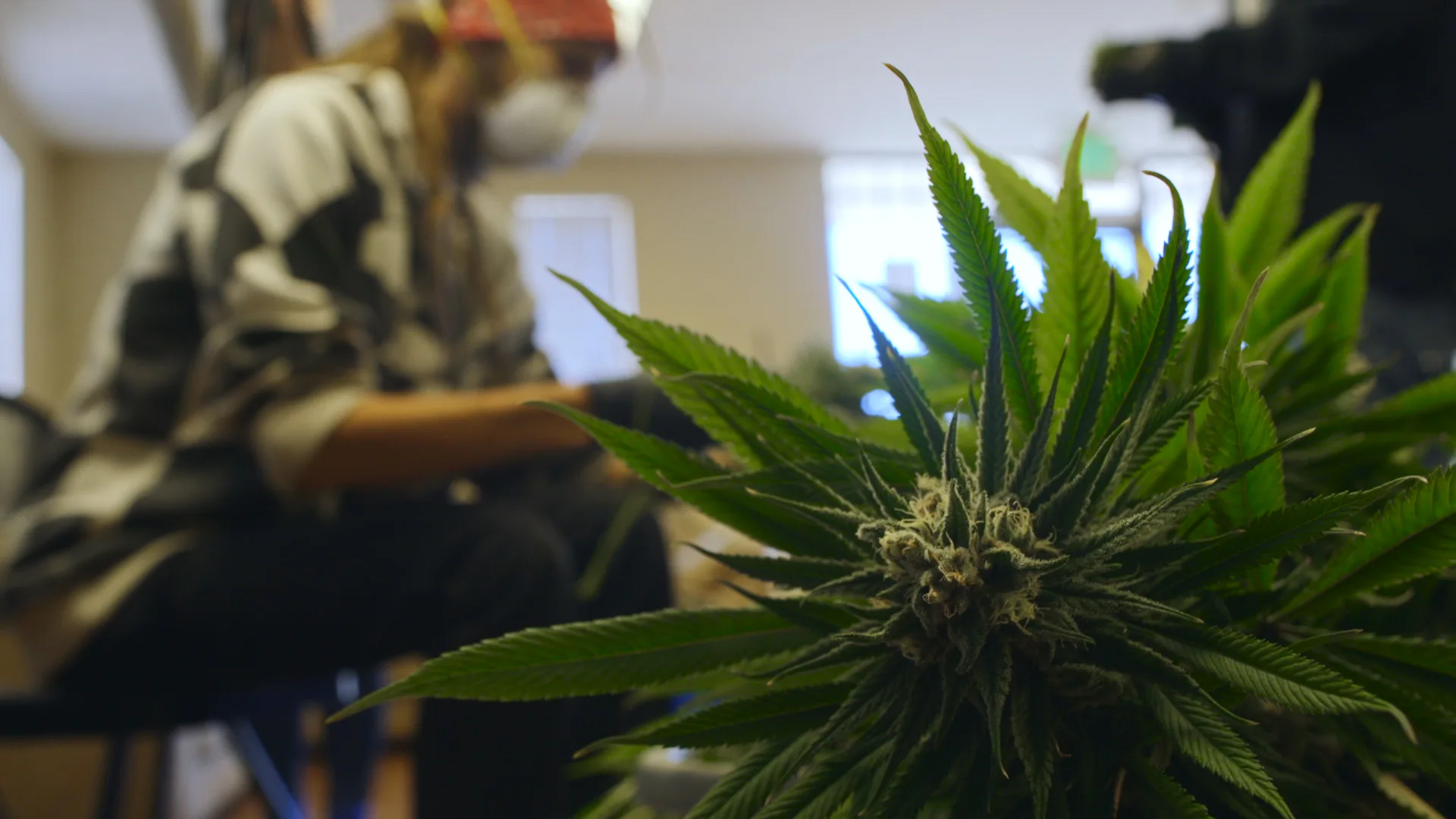 A Major Problem With Colorado's Marijuana Economy Emerged After Weed ...