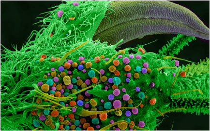 Marijuana Under a Microscope: These ultra-close-up images might just ...