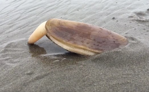 A strange viral video of a clam at the beach won our hearts — only to ...