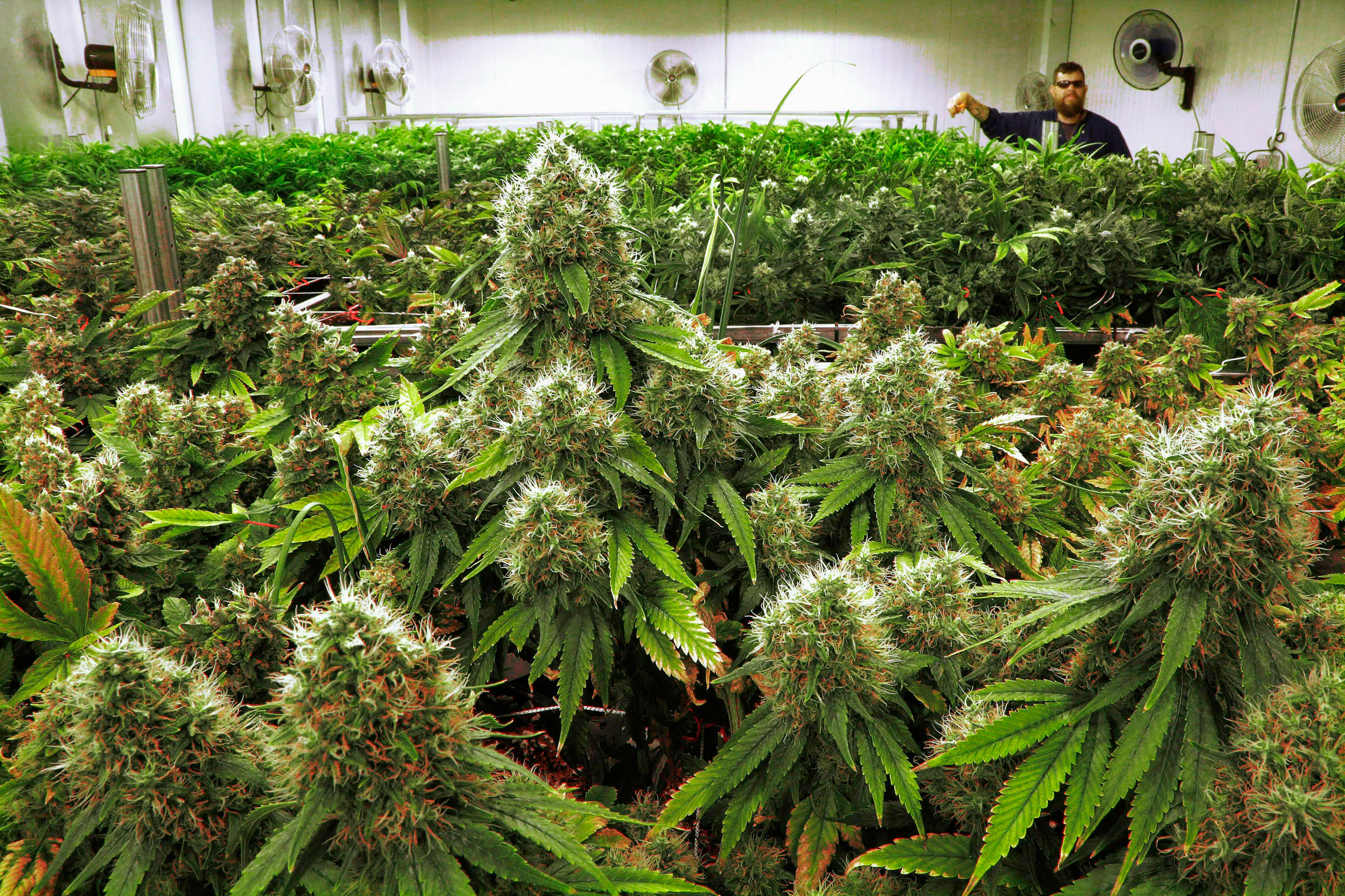 Jobs in the Marijuana Industry: These 6 Professions Sprouted From the ...