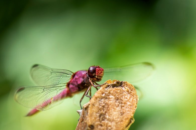 Here’s How Insect Wings Could Help Save Your Vision