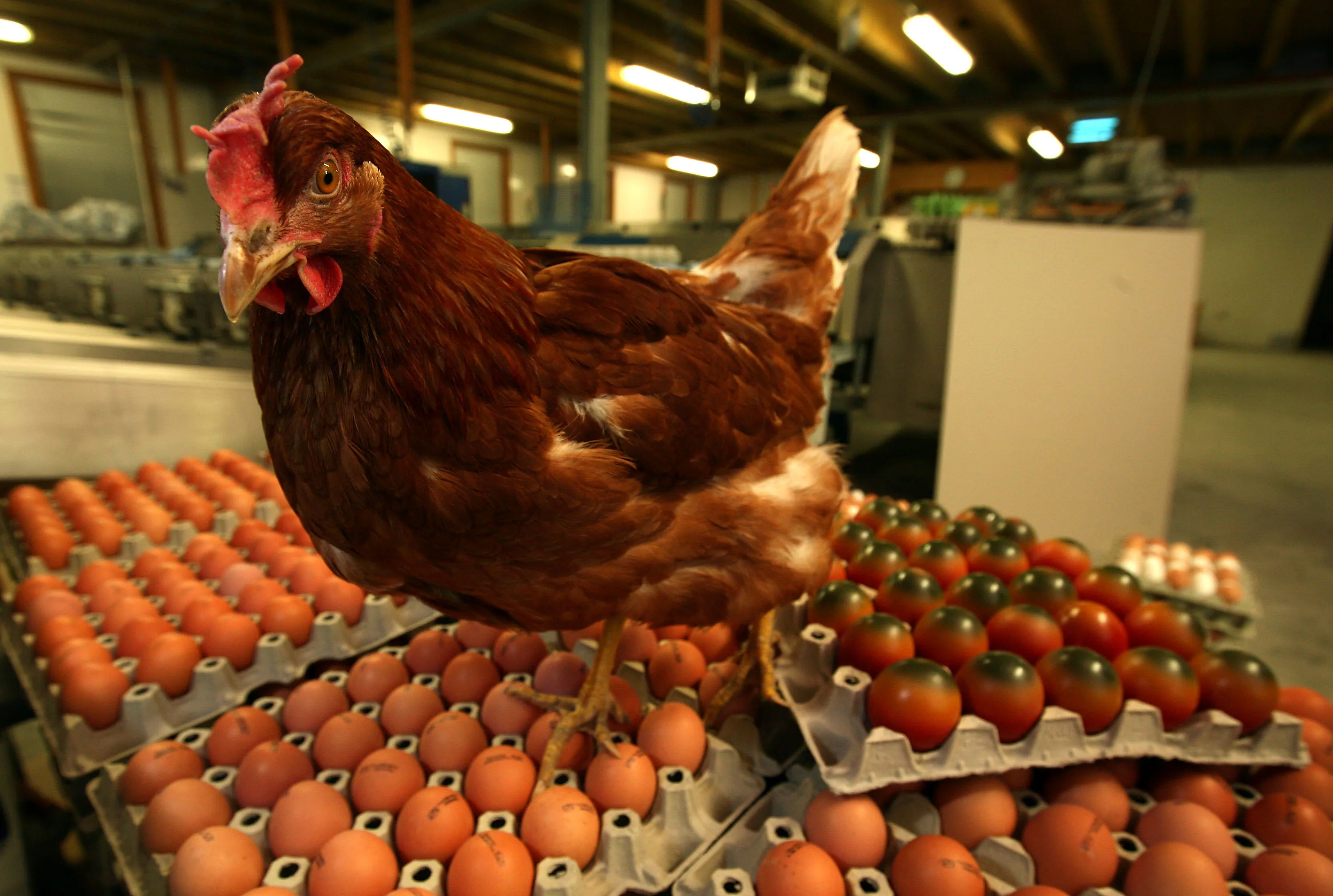 The 17 Most Expensive Foods To Buy Organic