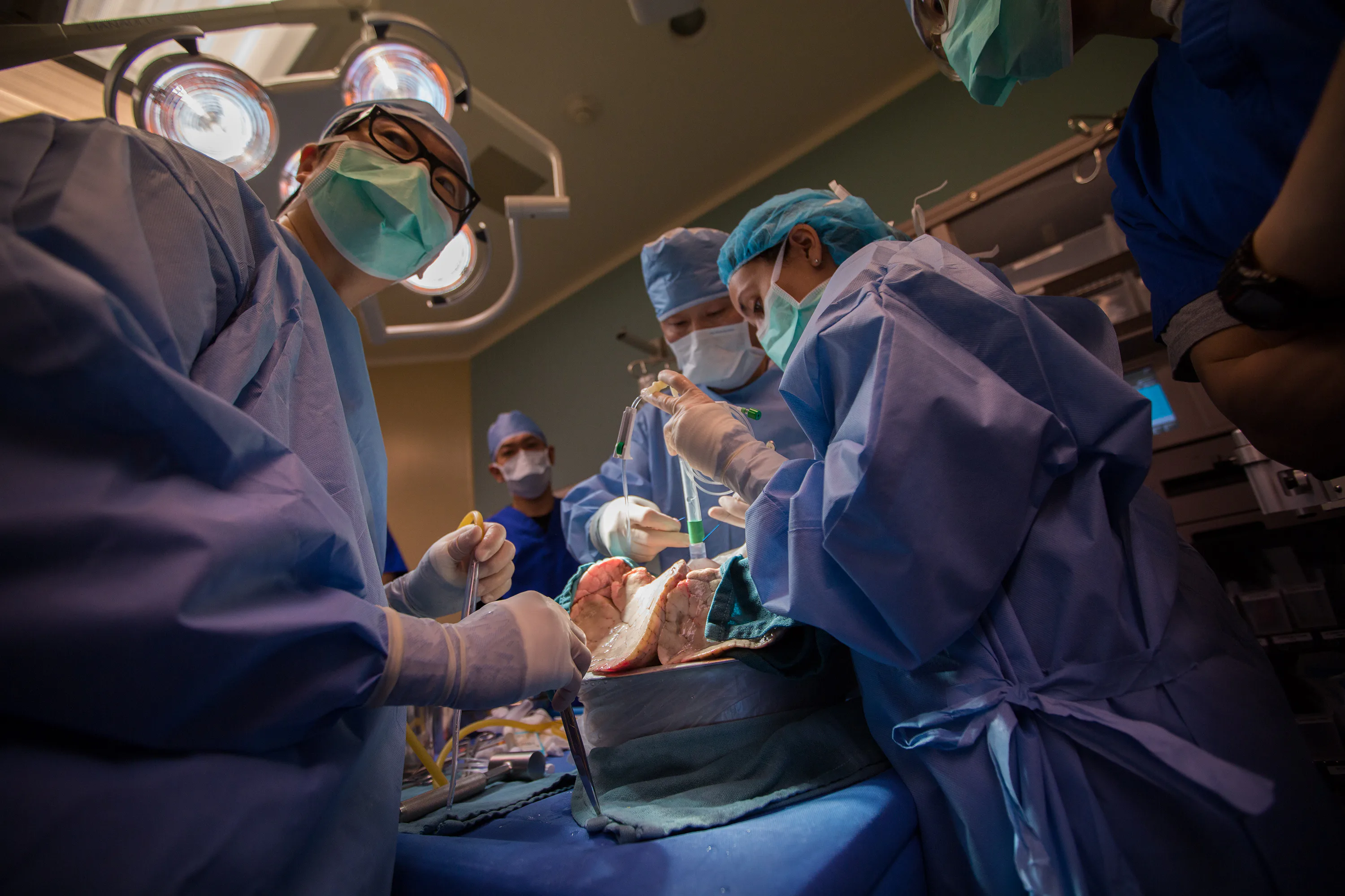 This Genetically Engineered Pig Is Going to Save Your Life