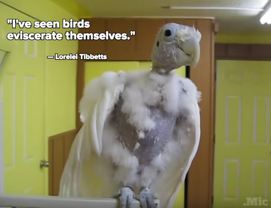 Can Your Pet Commit Suicide? The Answer May Surprise You