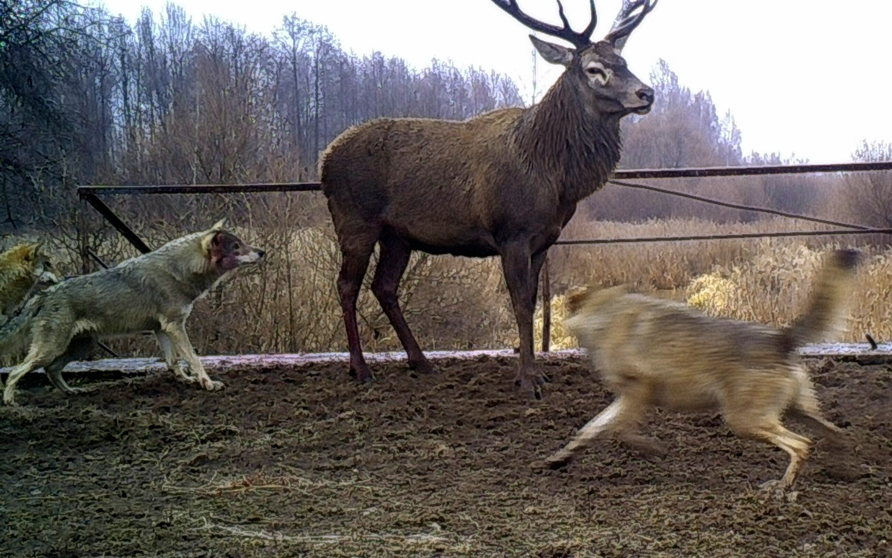 Chernobyl's Wildlife Thrive Despite Contamination, 30 Years After ...