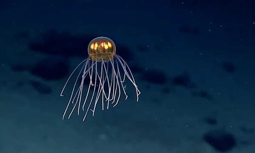 Scientists Just Spotted This Alien Jellyfish Creature in the Mariana Trench