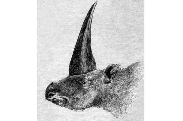 Unicorns Were Real — And They Went Extinct Way Later Than We Originally ...