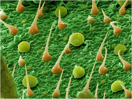 Marijuana Under a Microscope: These ultra-close-up images might just ...