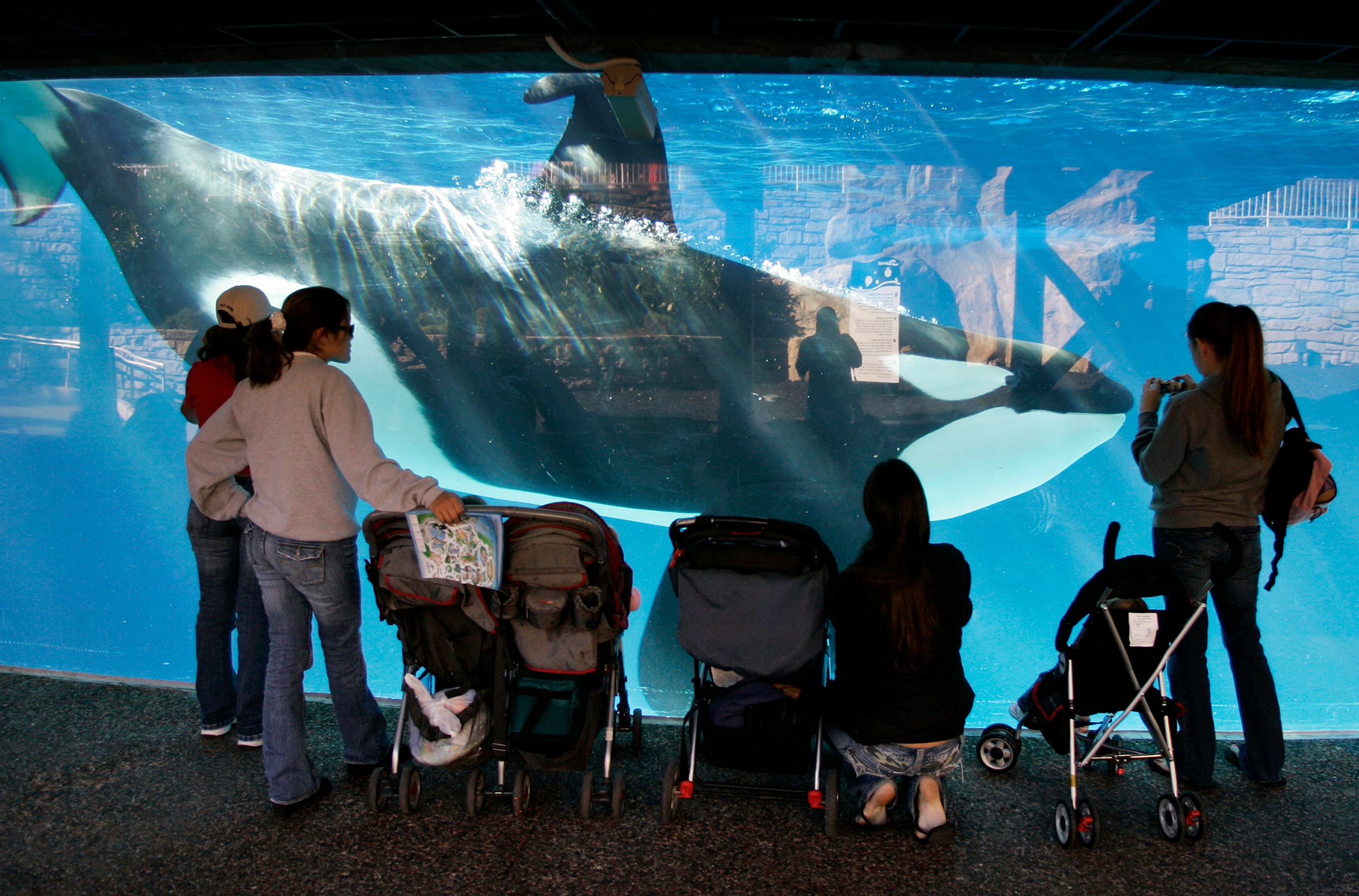 SeaWorld Employees Posed as Animal Rights Activists to Scope Out Its ...