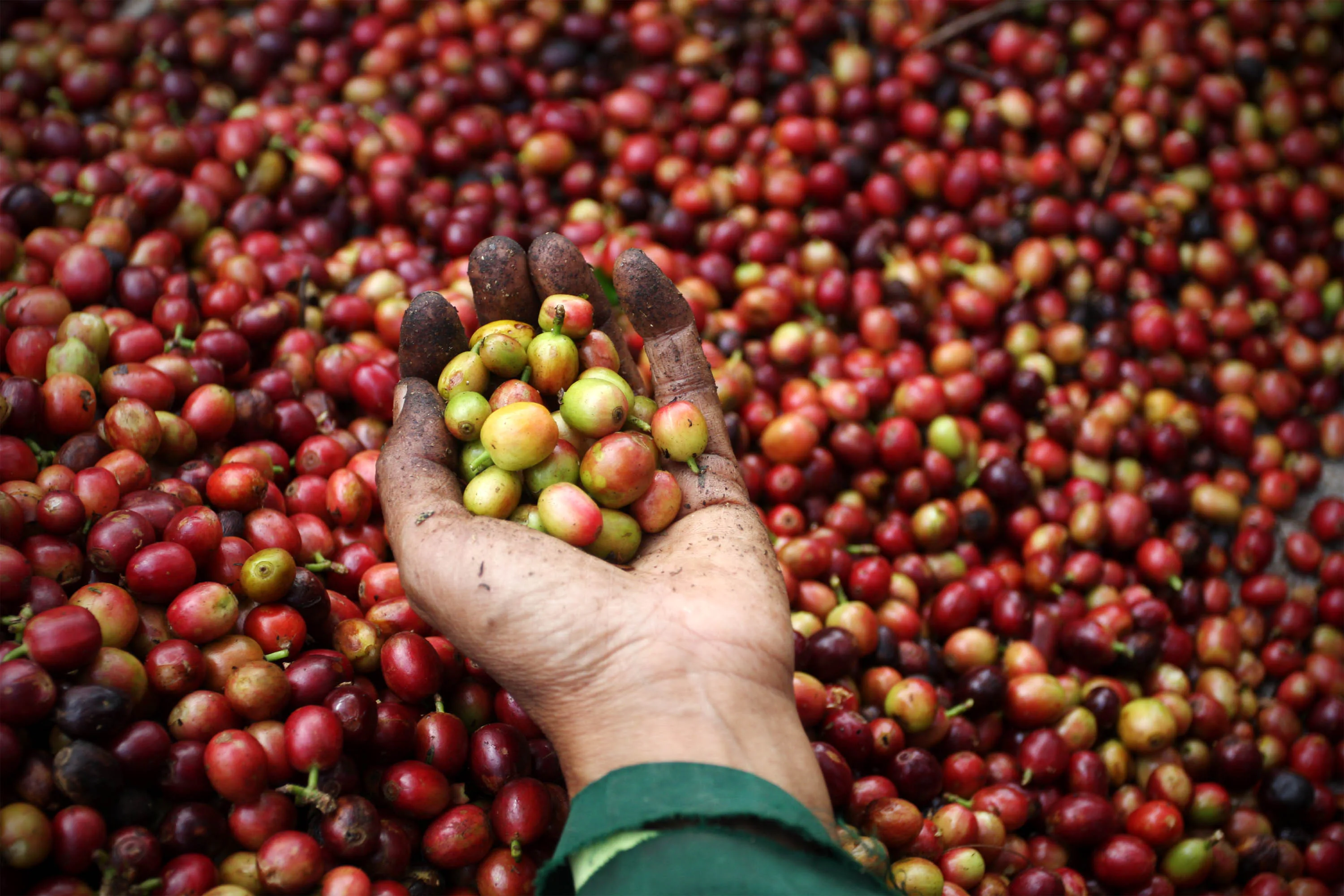 Harvesting Coffee Beans Creates Massive Waste — But One Company Has a ...