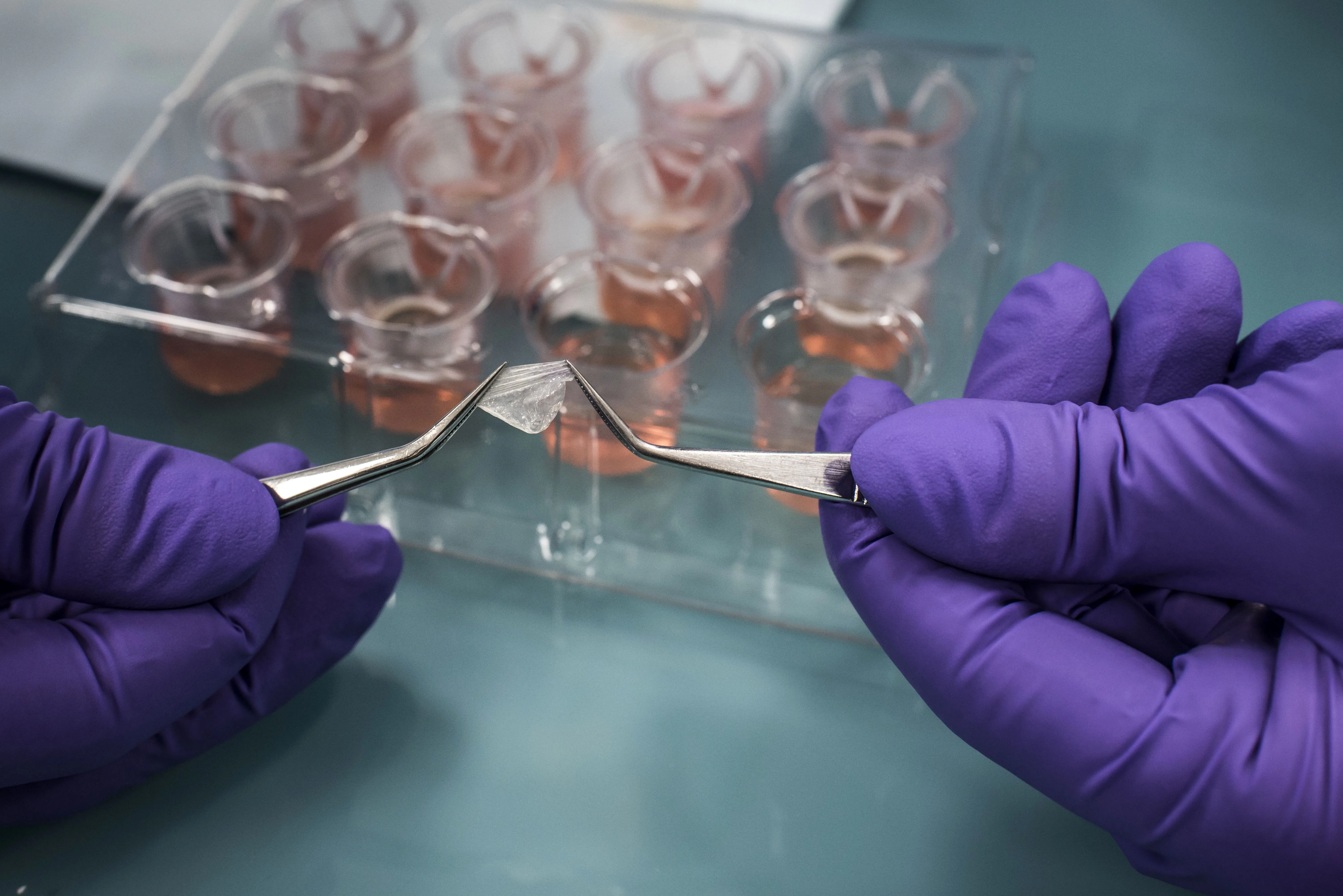 L'Oréal uses EpiSkin, lab-grown skin, to combat animal testing