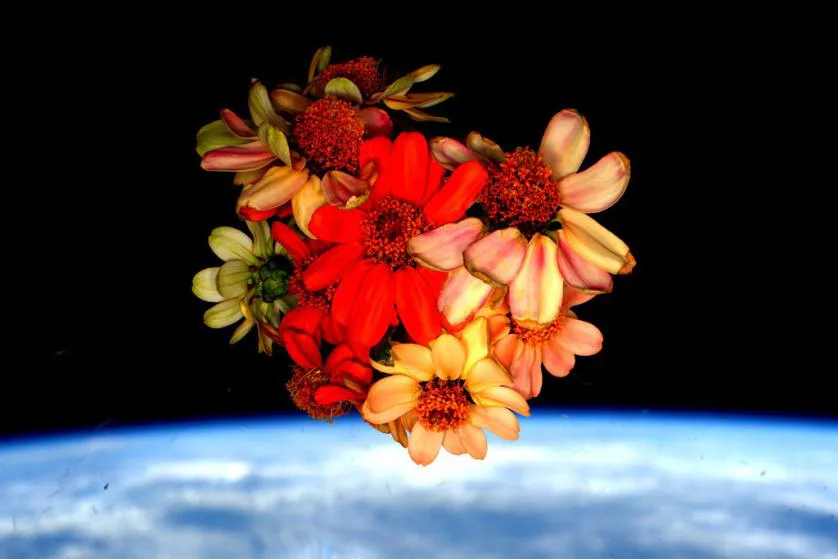 Astronaut Scott Kelly Is Coming Home After 340 Days in Space — Here Are ...