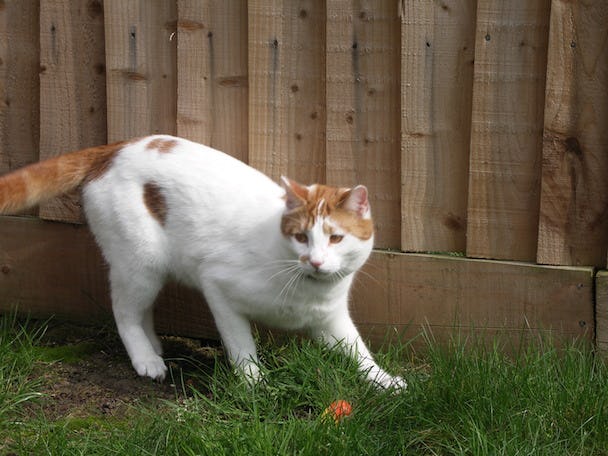 15 Times When It's Totally Appropriate to Catcall