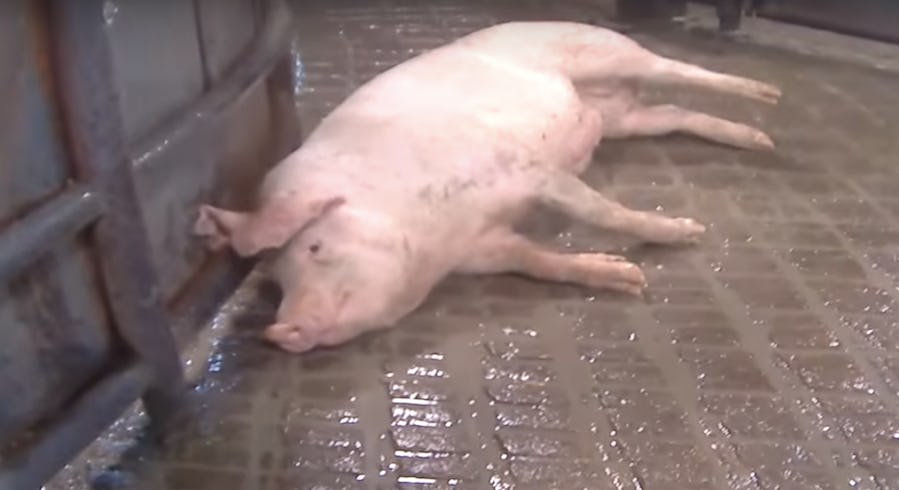 Undercover Slaughterhouse Footage Shows Horrific Animal Abuse