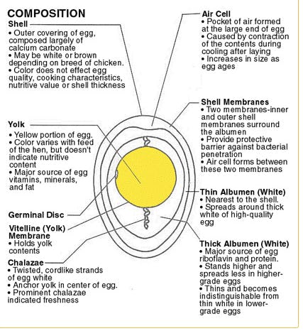 This Is What Those White Squiggly Things on Egg Yolks Are