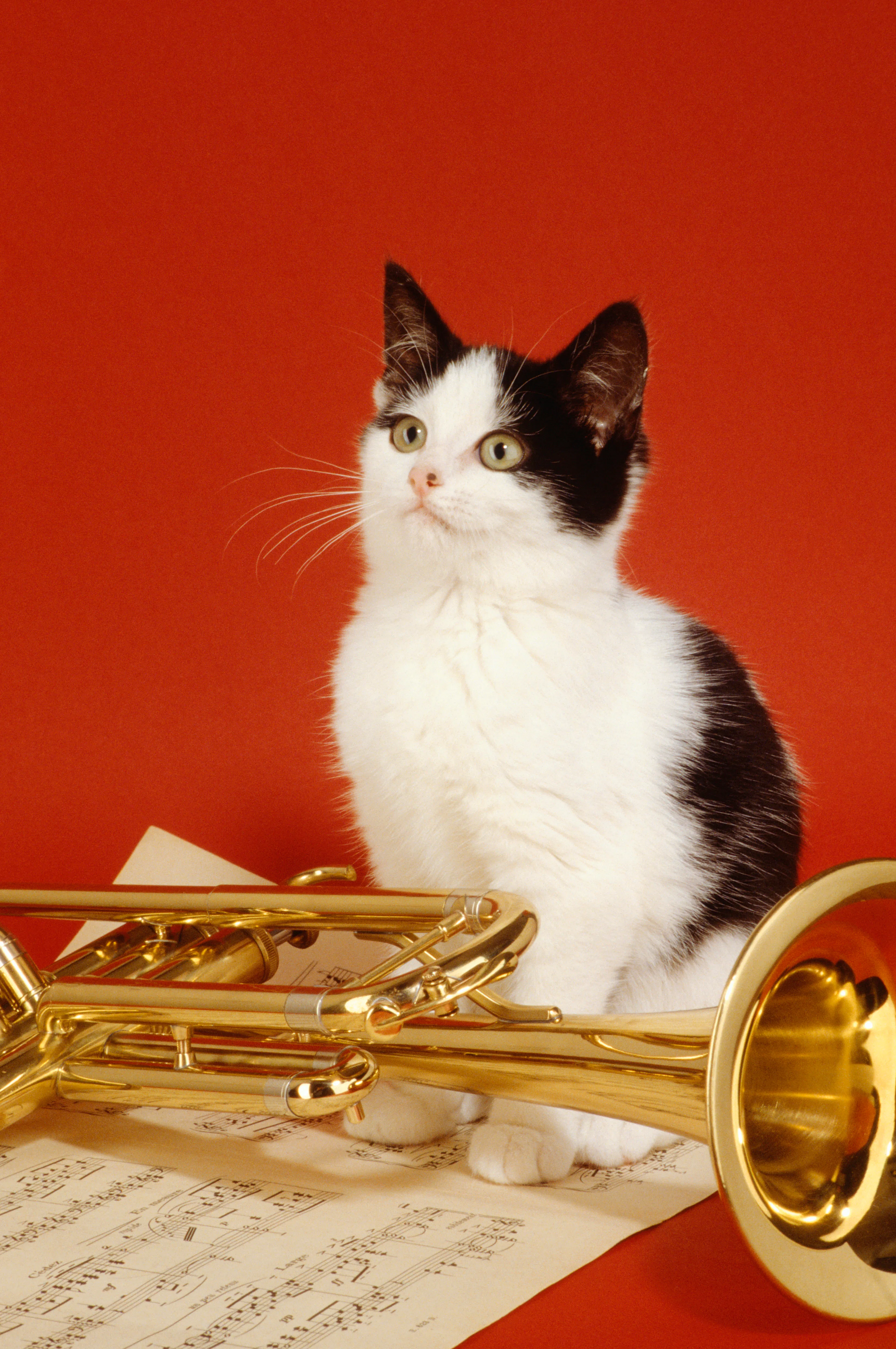 Listen to the Music That Scientists Have Developed for Cats