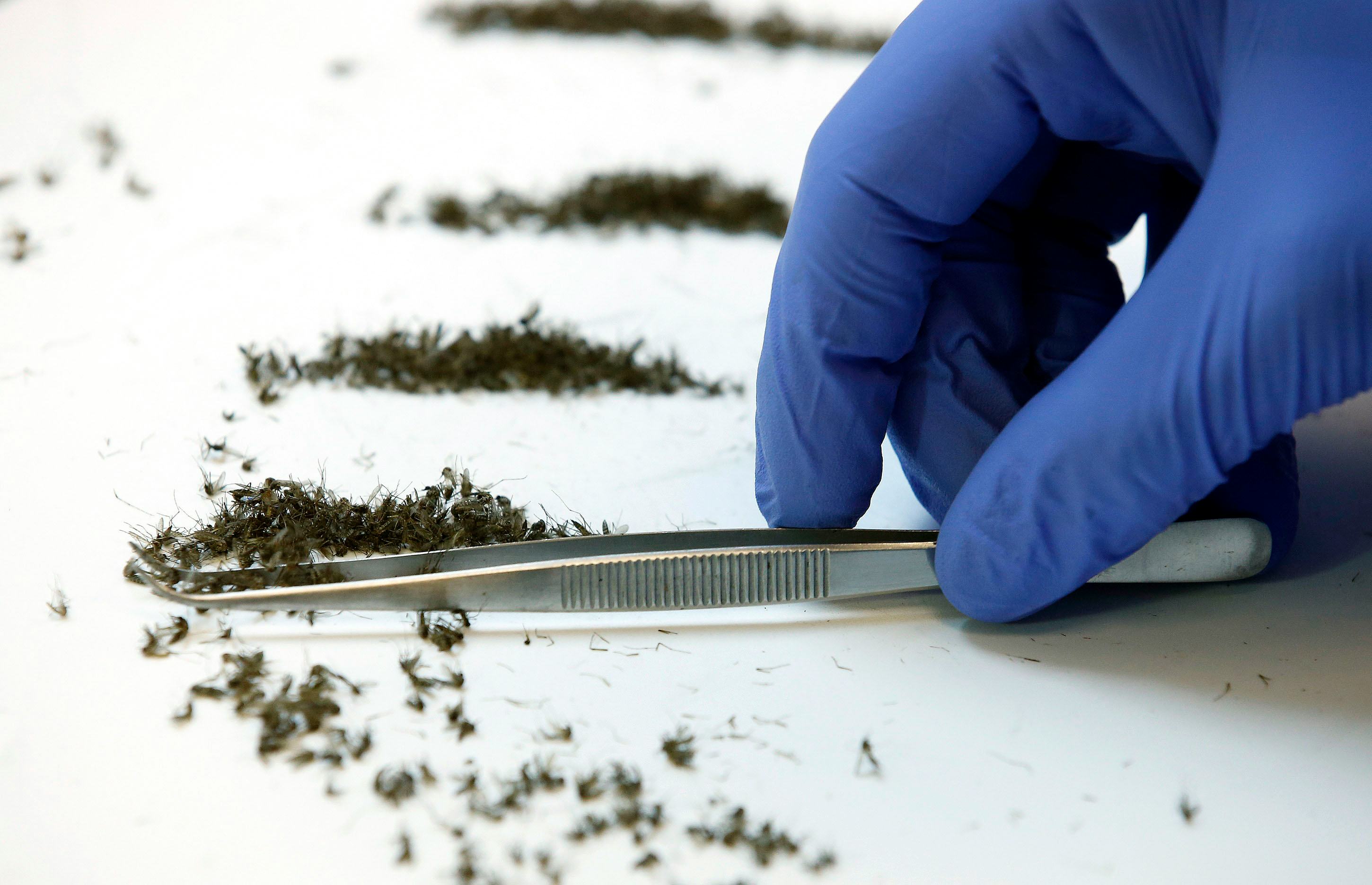 Scientists Want to Unleash a Swarm Of Mutant Mosquitoes on Florida