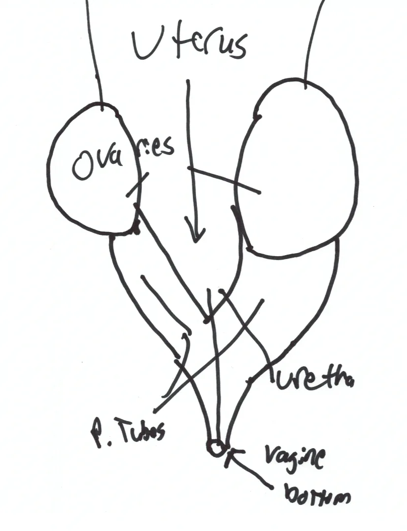 We Asked Men to Draw Vaginas to Prove an Important Point