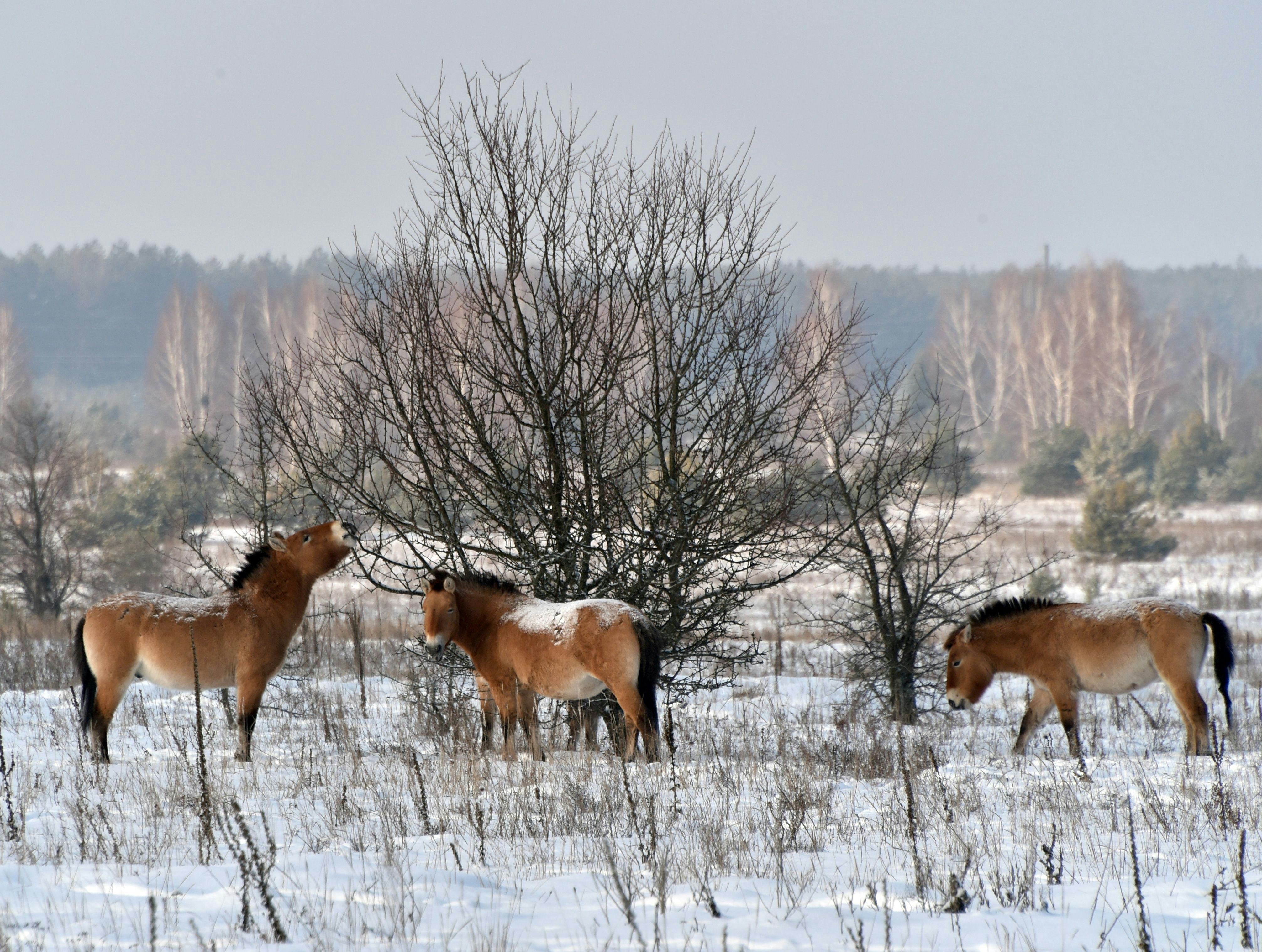 Chernobyl's Wildlife Thrive Despite Contamination, 30 Years After ...