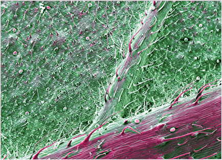 Marijuana Under a Microscope: These ultra-close-up images might just ...