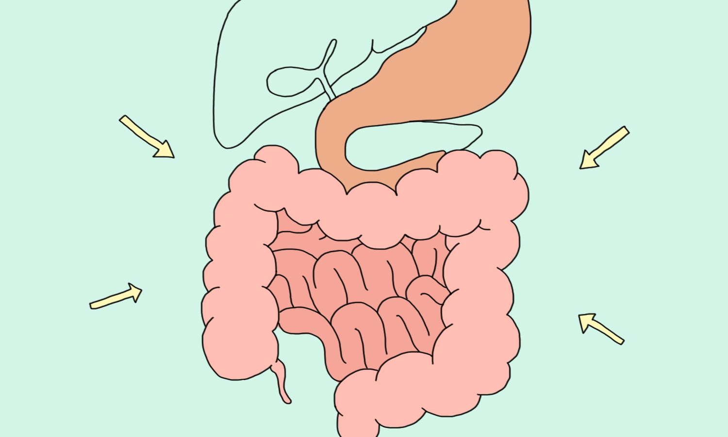 Why Your Gut Health Is So Important