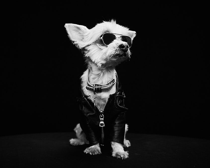 Go Behind The Scenes Of The Webby Awards With Our Exclusive Gallery