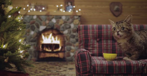 Watch Lil Bub Spend Time By The Fireplace In This Cozy Yuletide Video