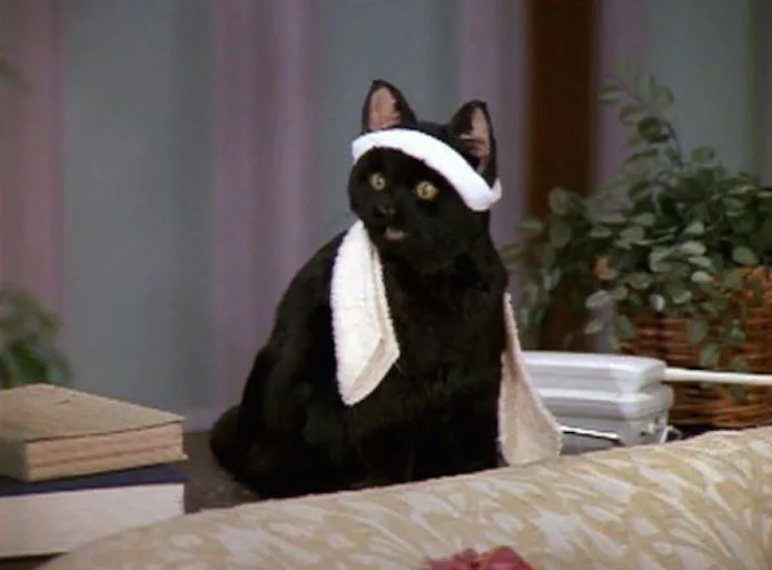 Best Animal Sidekicks Of All-Time