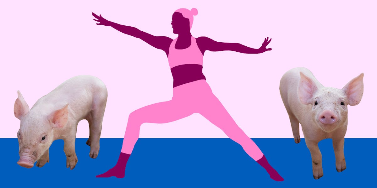 Pig Yoga Exists And You Need To Try It