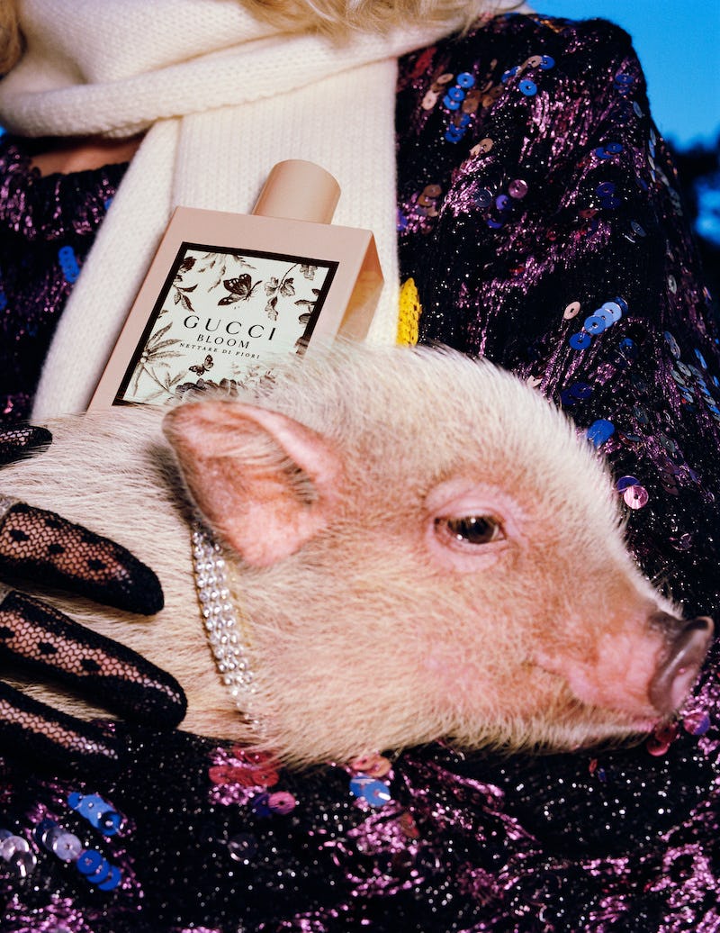 Gucci's New Campaign Features A Group Of Mini Pigs