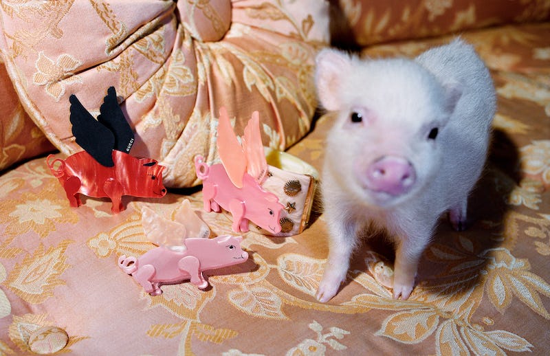 Gucci's New Campaign Features A Group Of Mini Pigs